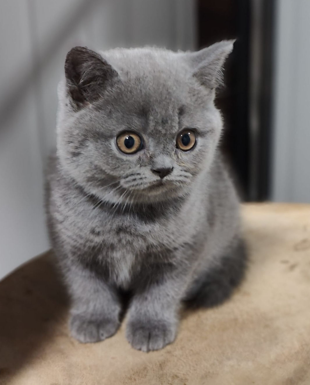 Home - Cattery Lady like